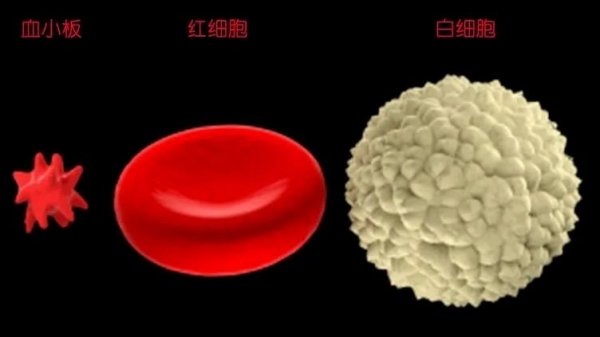 血小板为什么在血液成分中那么小? 健康科普 护理天地 太和县人民医院